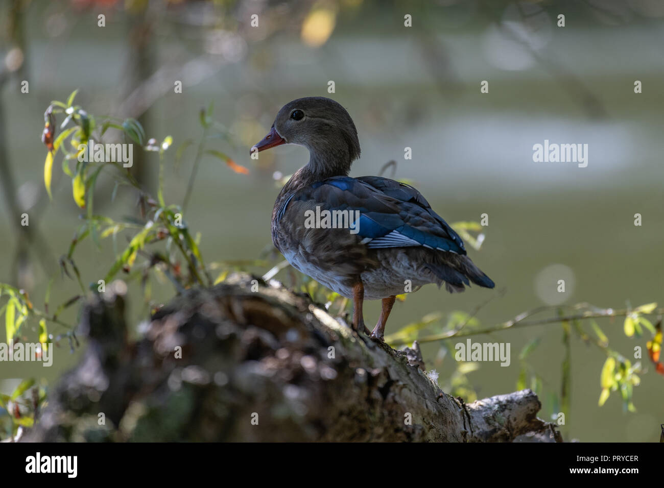 Mandarin duck female (Aix galericulata Stock Photo - Alamy