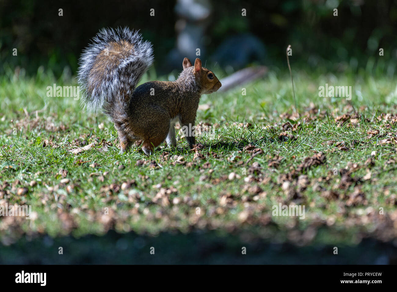Eastern gray squirrel (Sciurus carolinensis Stock Photo - Alamy
