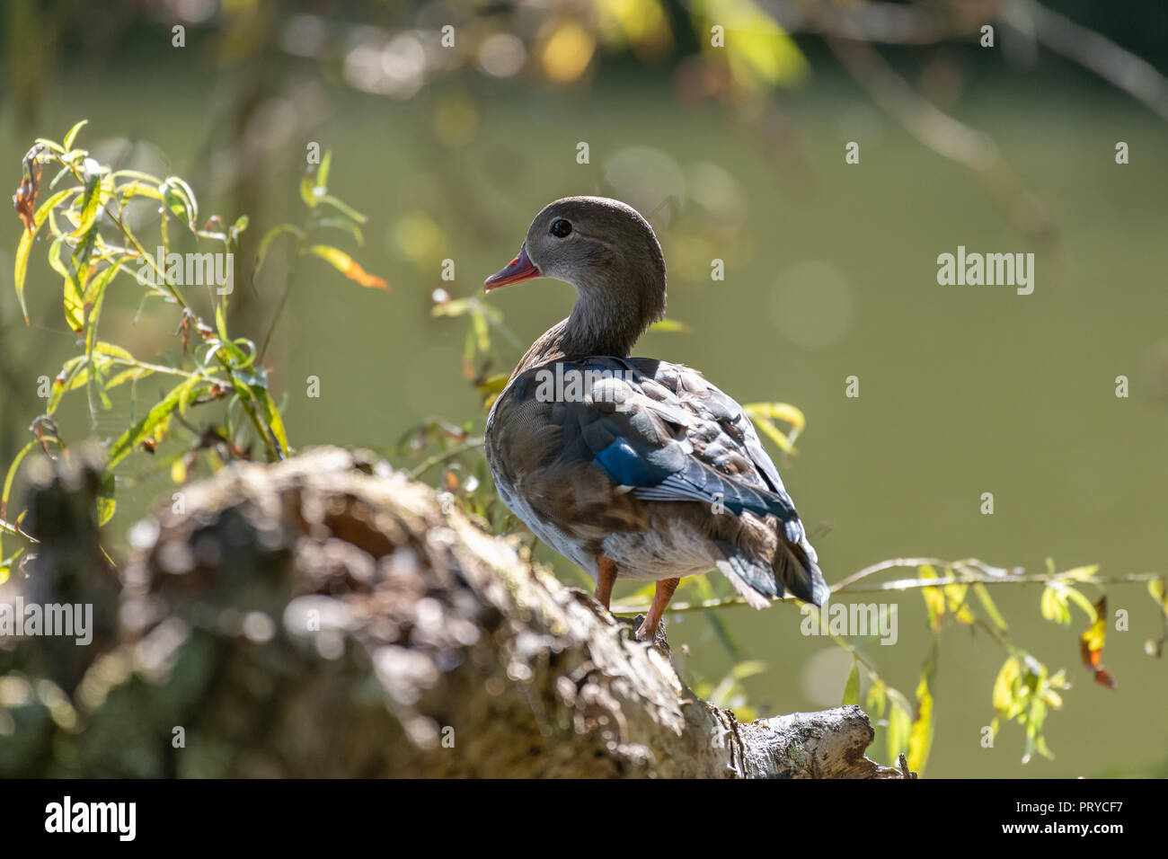 Female Aix Galericulata High Resolution Stock Photography and Images ...