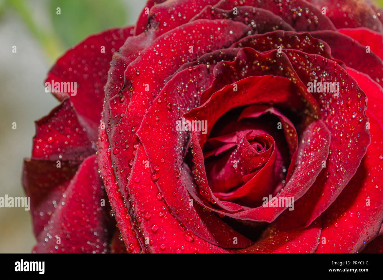 Beautiful red rose with drops of dew, on light background Stock Photo ...