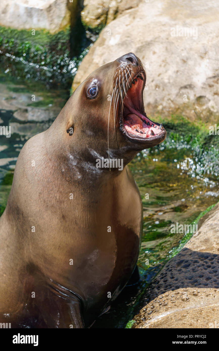Steller's Sea Lion (Eumetopias jubatus) female vocalising / Vancouver ...