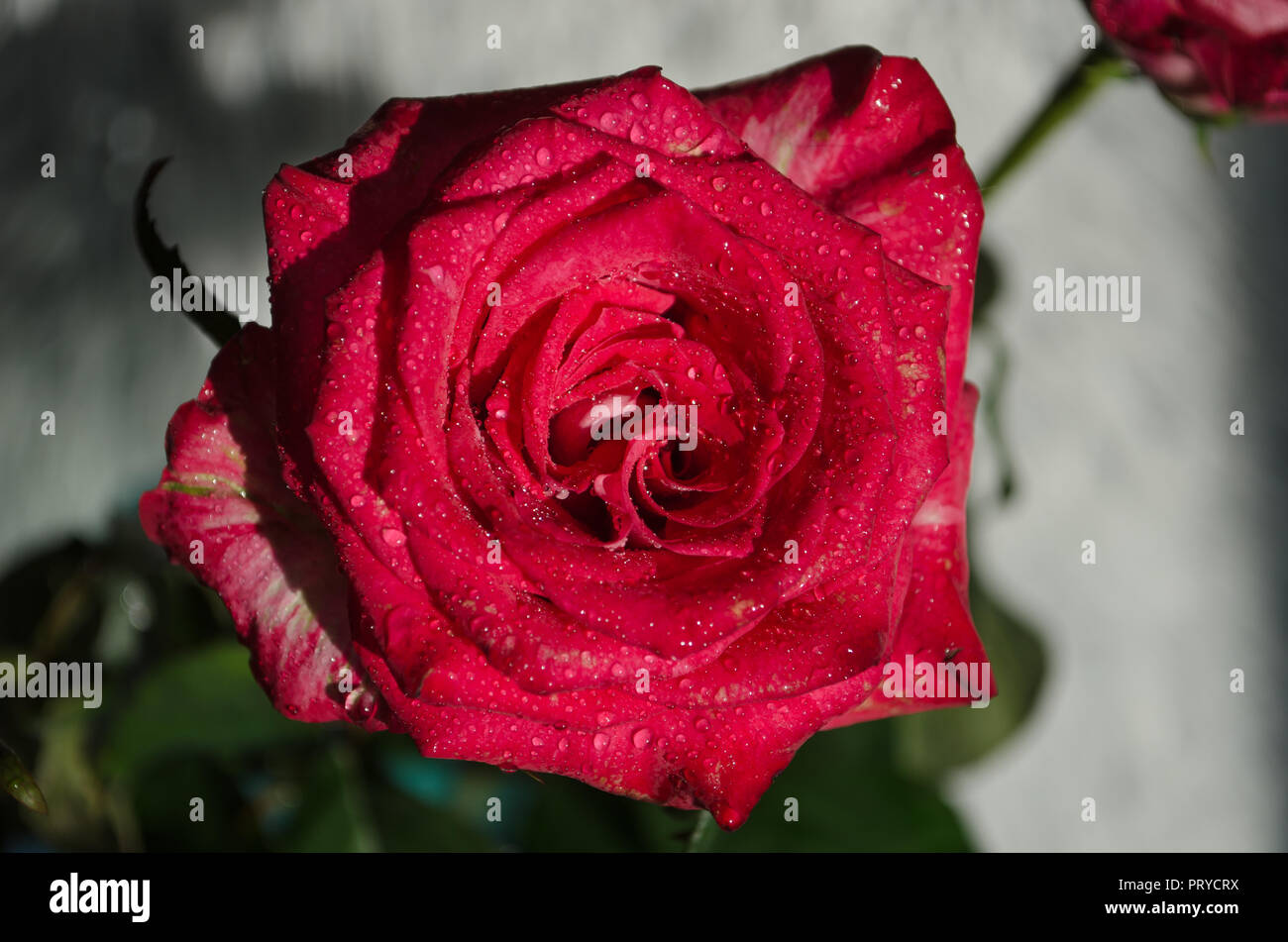 Beautiful red rose with drops of dew, on light background. Place for ...