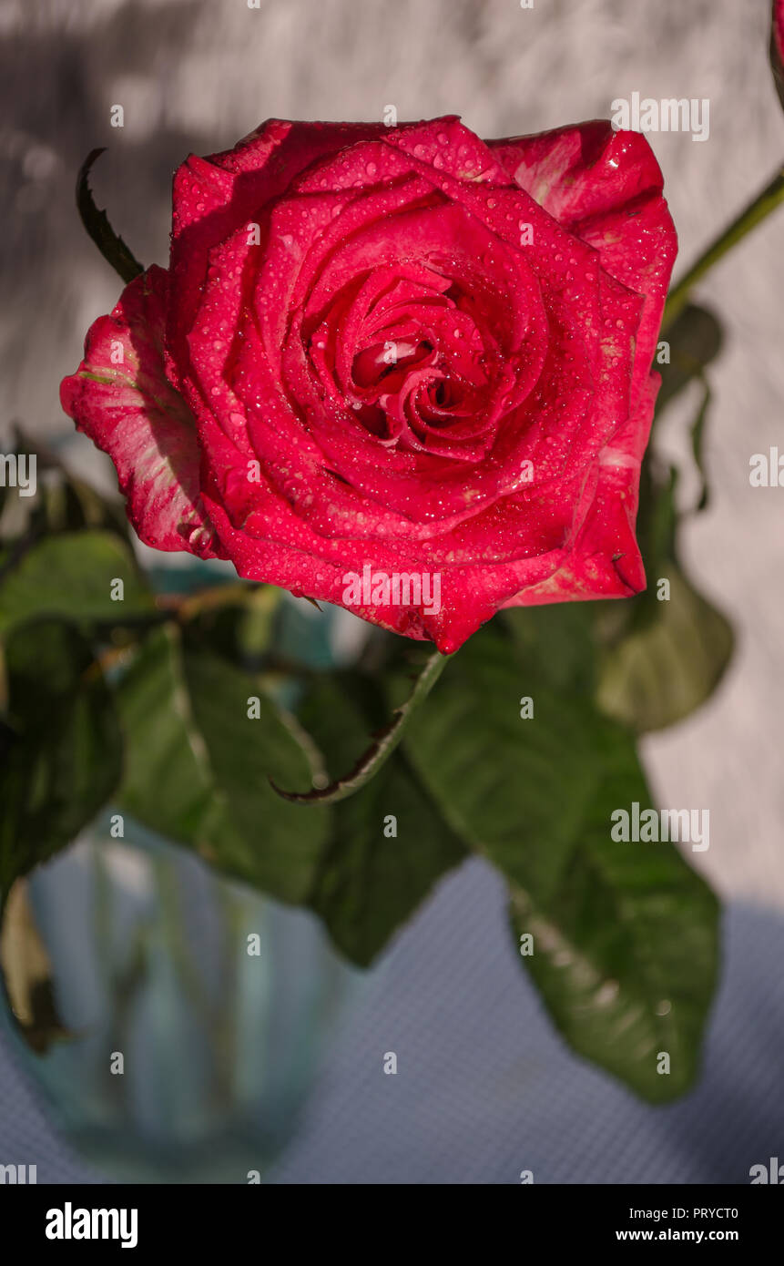 Beautiful red rose with drops of dew, on light background. Place for ...