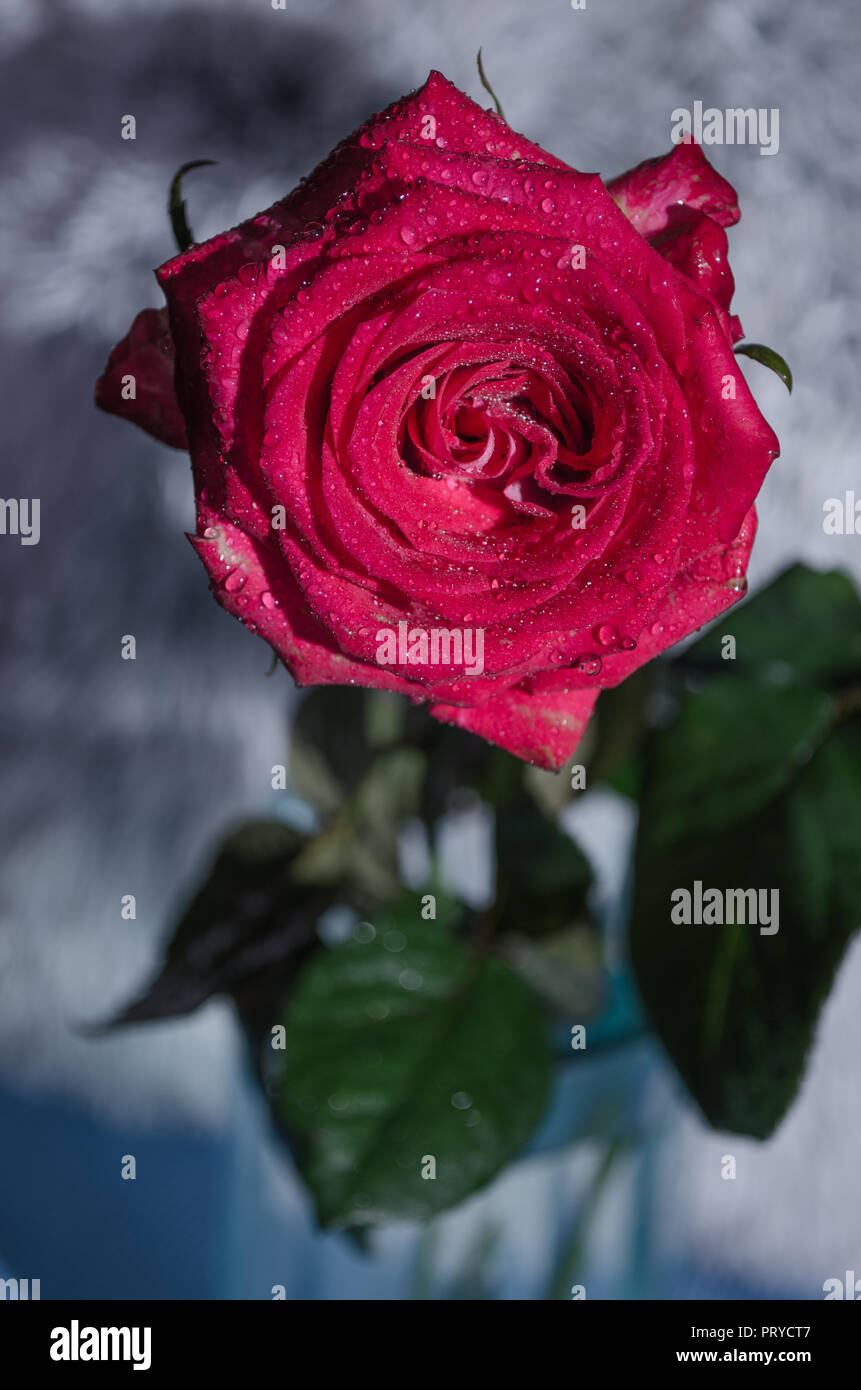 Beautiful red rose with drops of dew, on light background. Place for ...