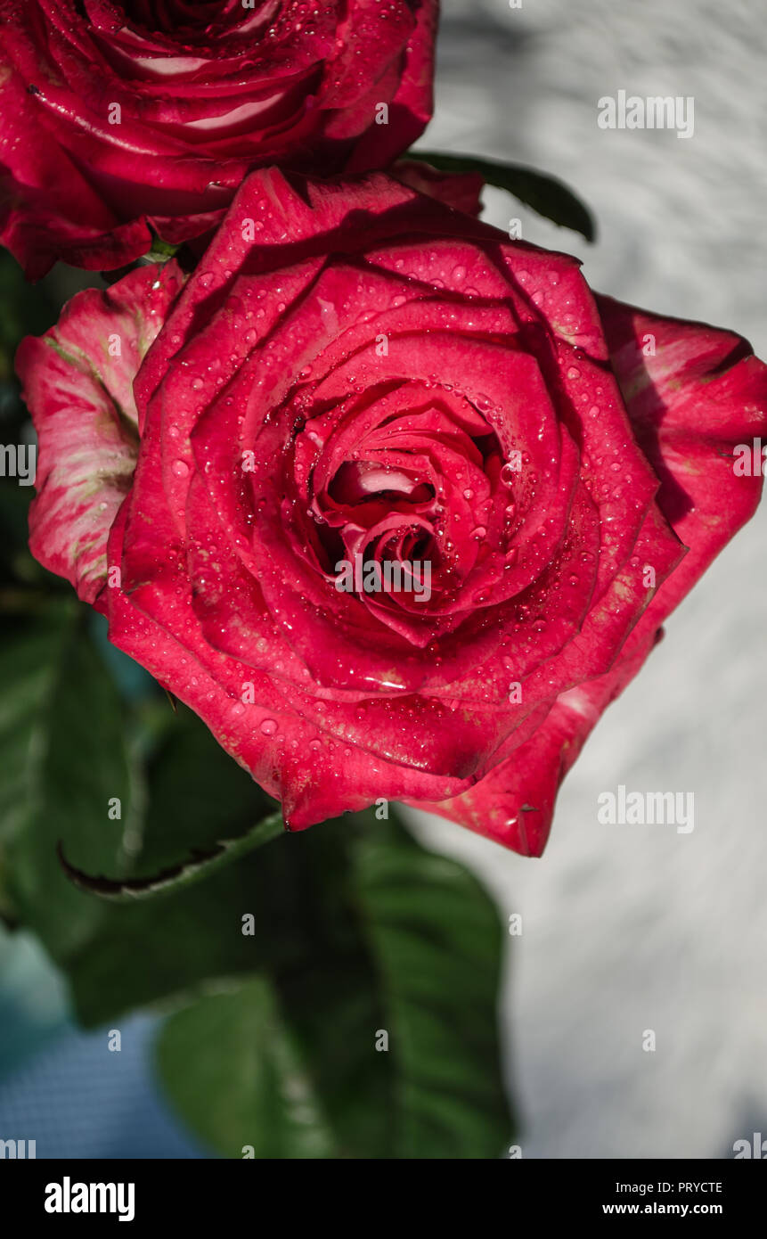 Beautiful red rose with drops of dew, on light background. Place for ...