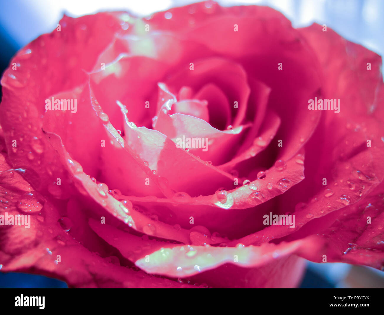 Beautiful red rose with drops of dew, on ligth background Stock Photo ...