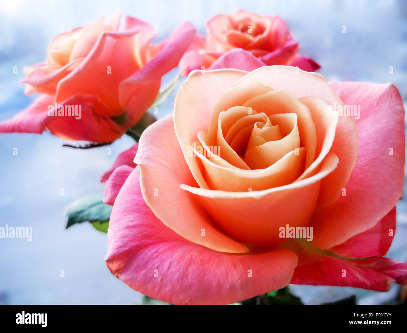 Beautiful pink rose on clear background Stock Photo - Alamy