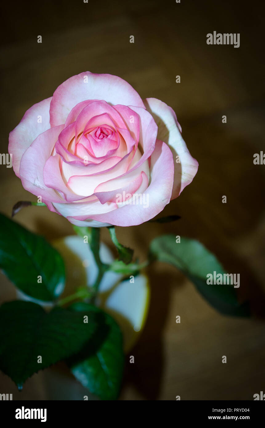 Beautiful pink-tea rose on ligth yellow parquet background with leaves ...