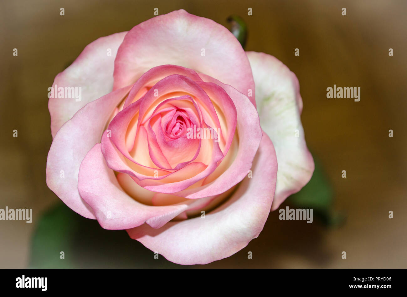 Beautiful pink-tea rose on ligth yellow parquet background with leaves ...