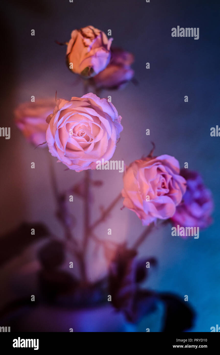 Withering pink rose hi-res stock photography and images - Alamy