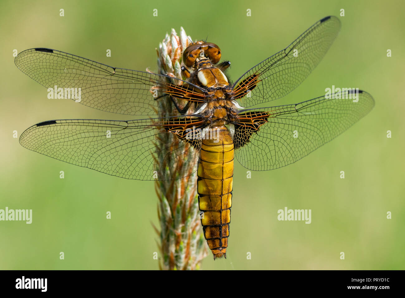 Broad body hi-res stock photography and images - Alamy