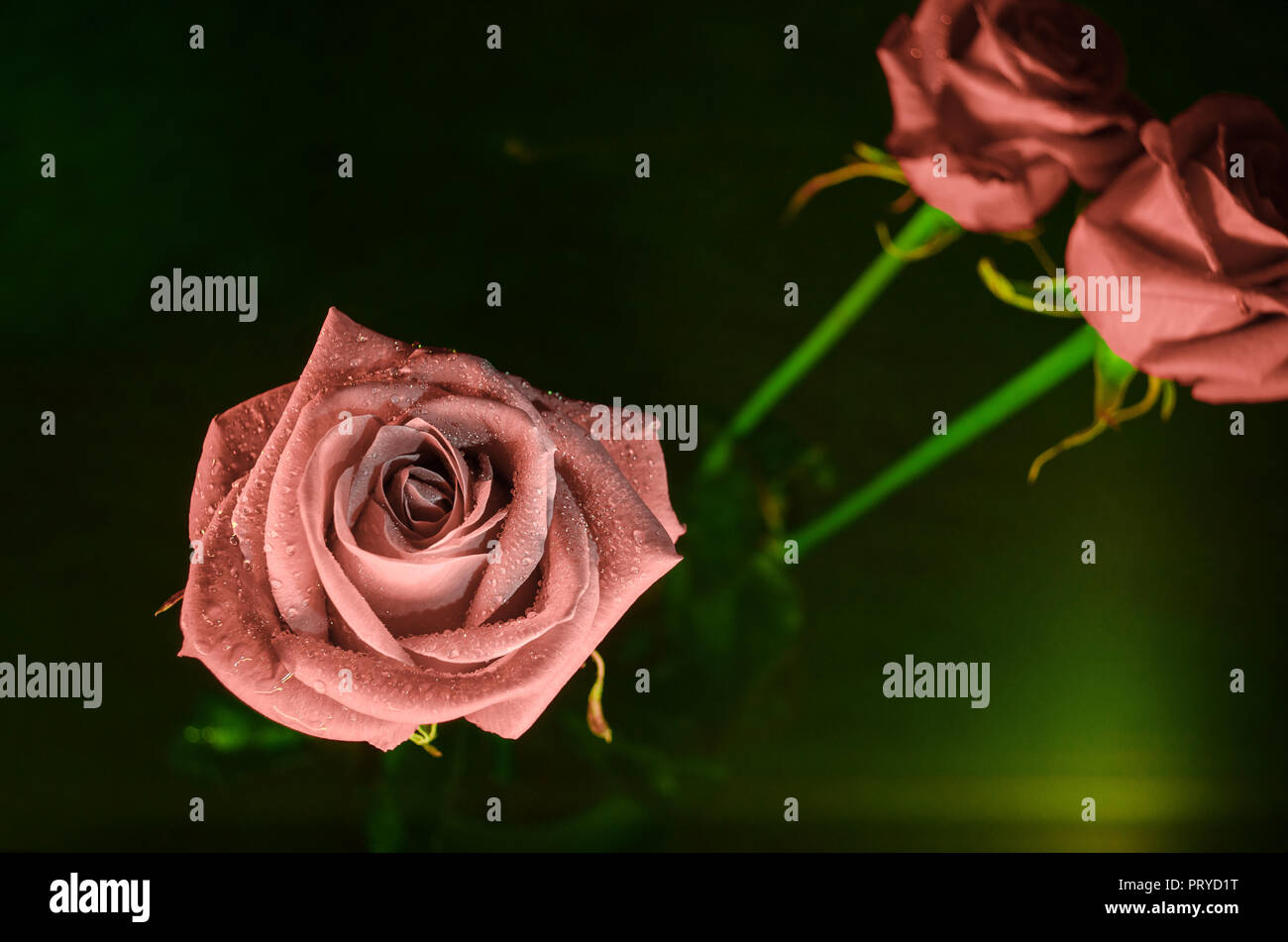 Beautiful tea rose with drops of dew, on green background Stock Photo ...