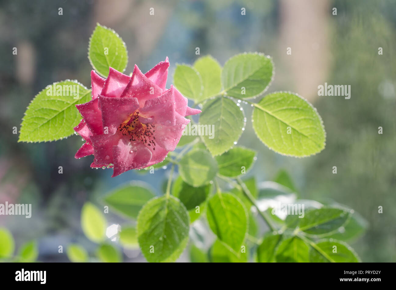 Beautiful Soft pink roses with with leaves under light rain. With drops ...