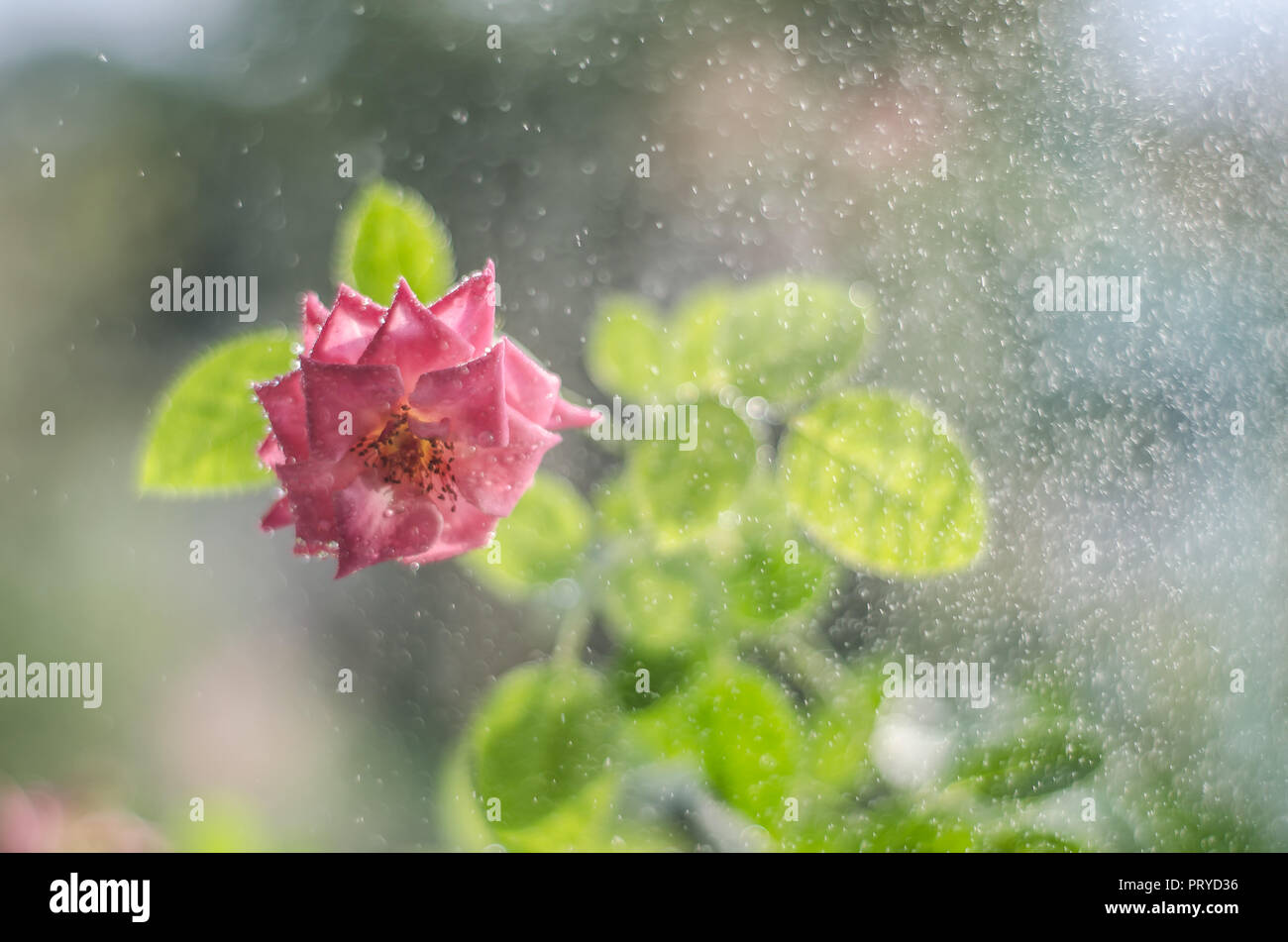 Beautiful Soft pink roses with with leaves under light rain. With drops ...