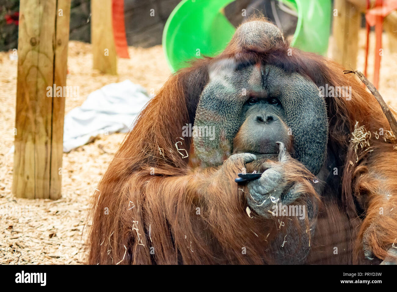 Old orangutan zoo hi-res stock photography and images - Alamy