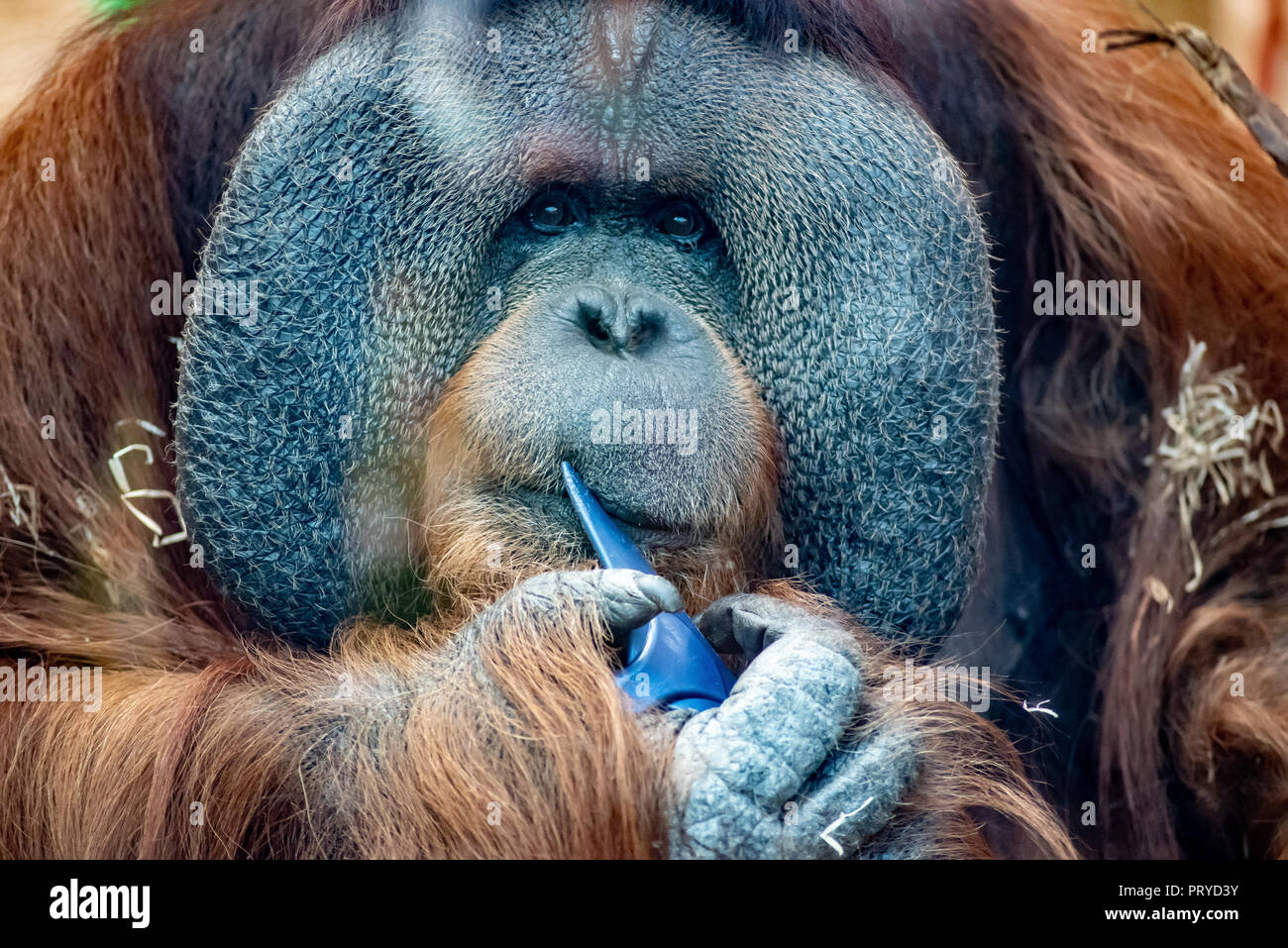 Old orangutan zoo hi-res stock photography and images - Alamy