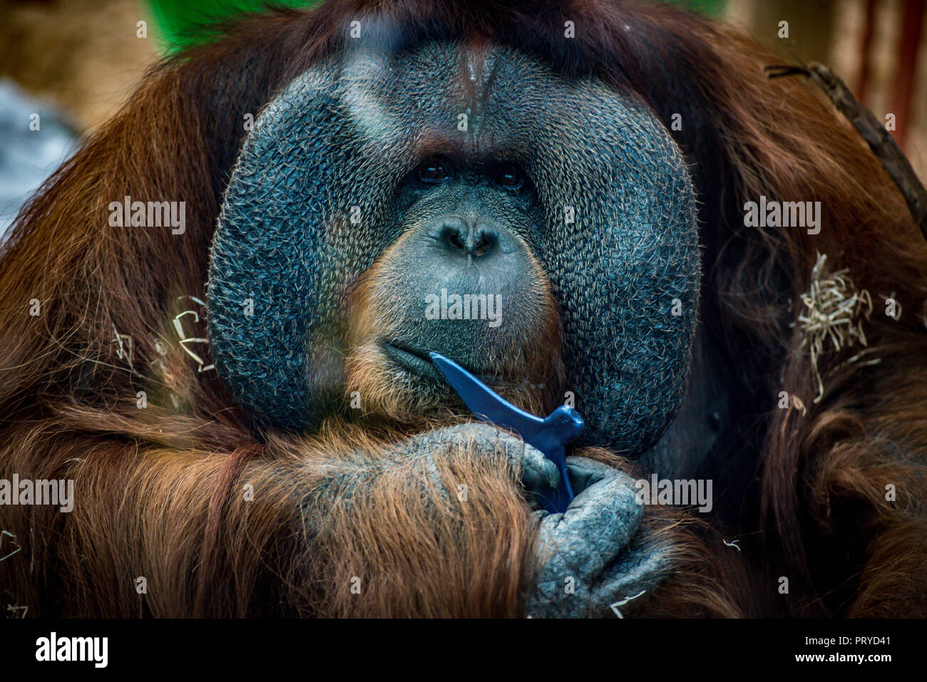 Captive orangutan hand hi-res stock photography and images - Alamy