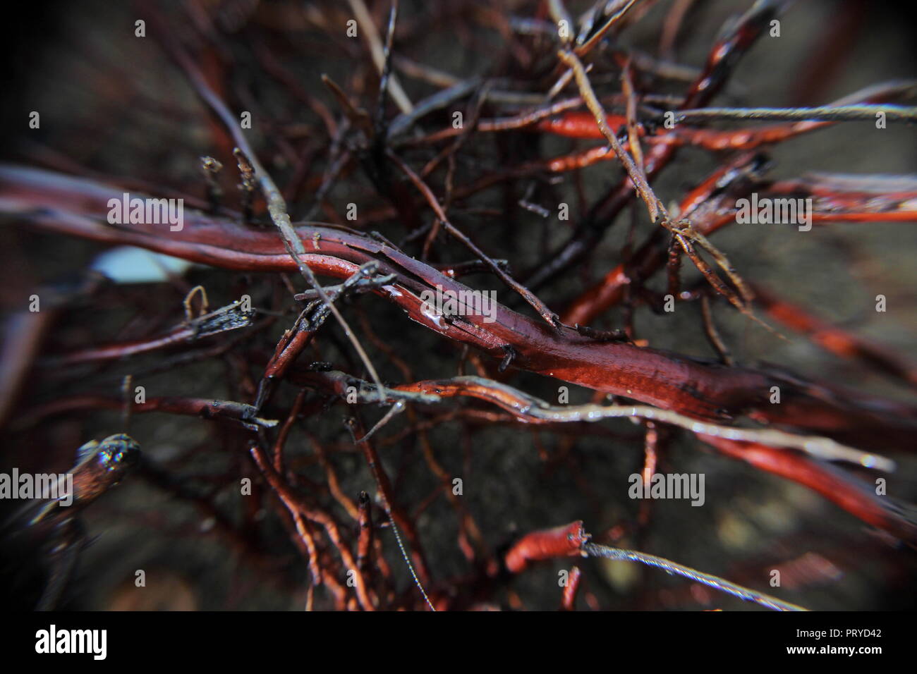 Creepy roots hi-res stock photography and images - Alamy