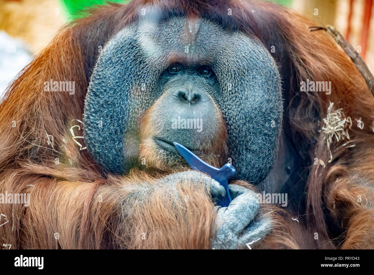 Old orangutan zoo hi-res stock photography and images - Alamy