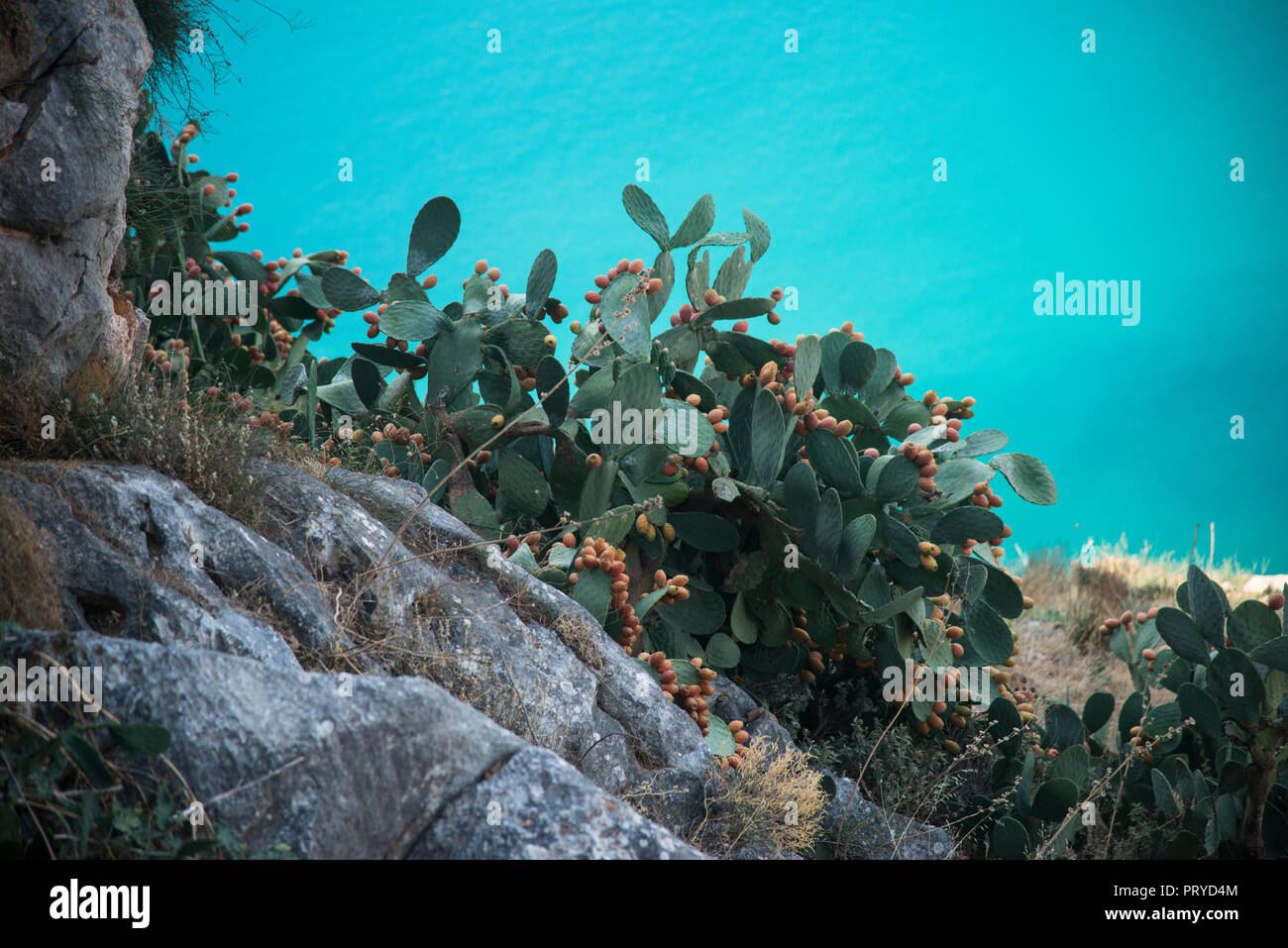 Prickly pear cactus on cliff hi-res stock photography and images - Alamy