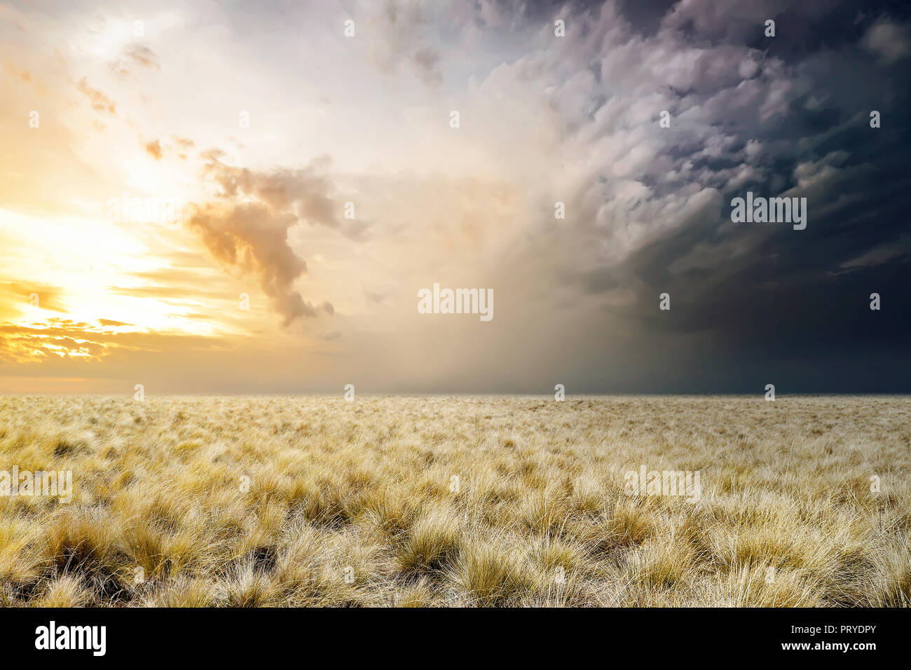 Scary grassland with overcast sky background. Halloween background ...