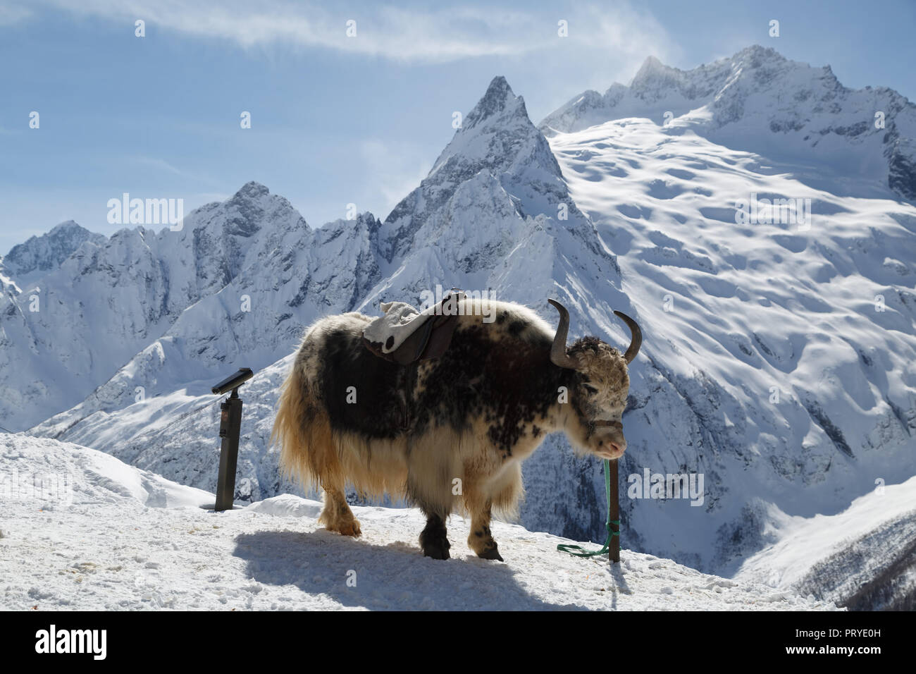 Big shaggy yak stands, tethered against the background of the beautiful ...