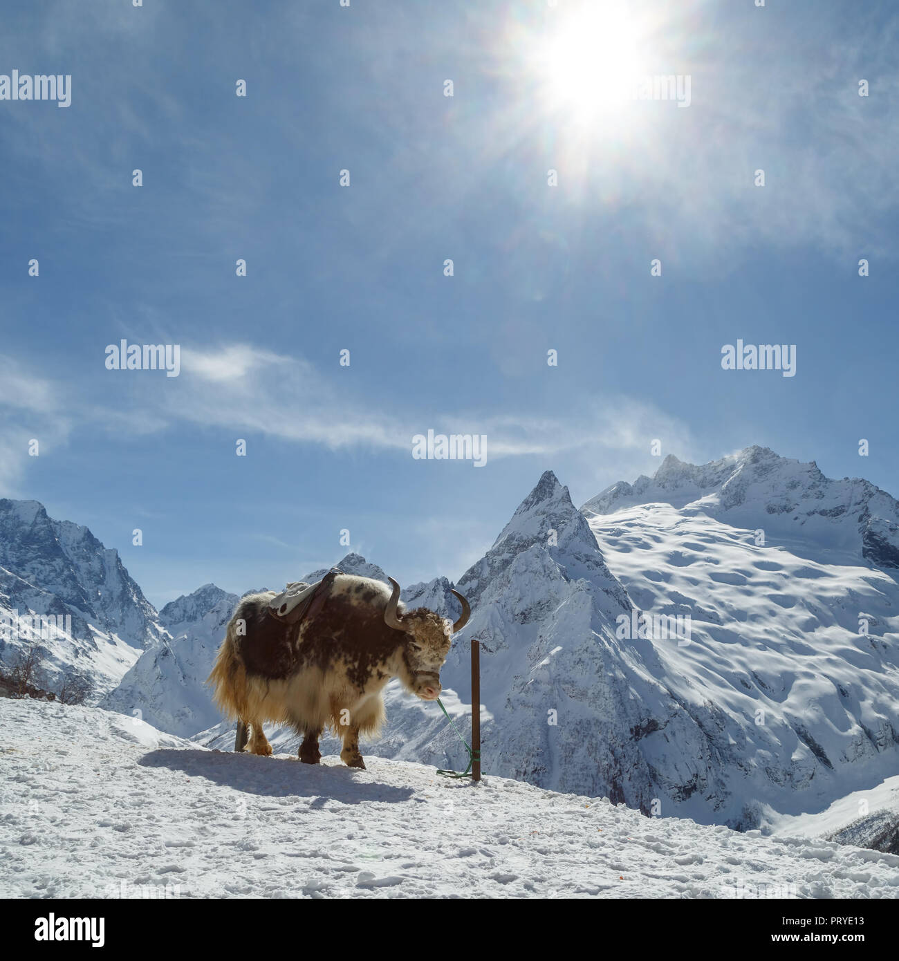 Shaggy and calm animal, similar to a yak, is tethered against the ...