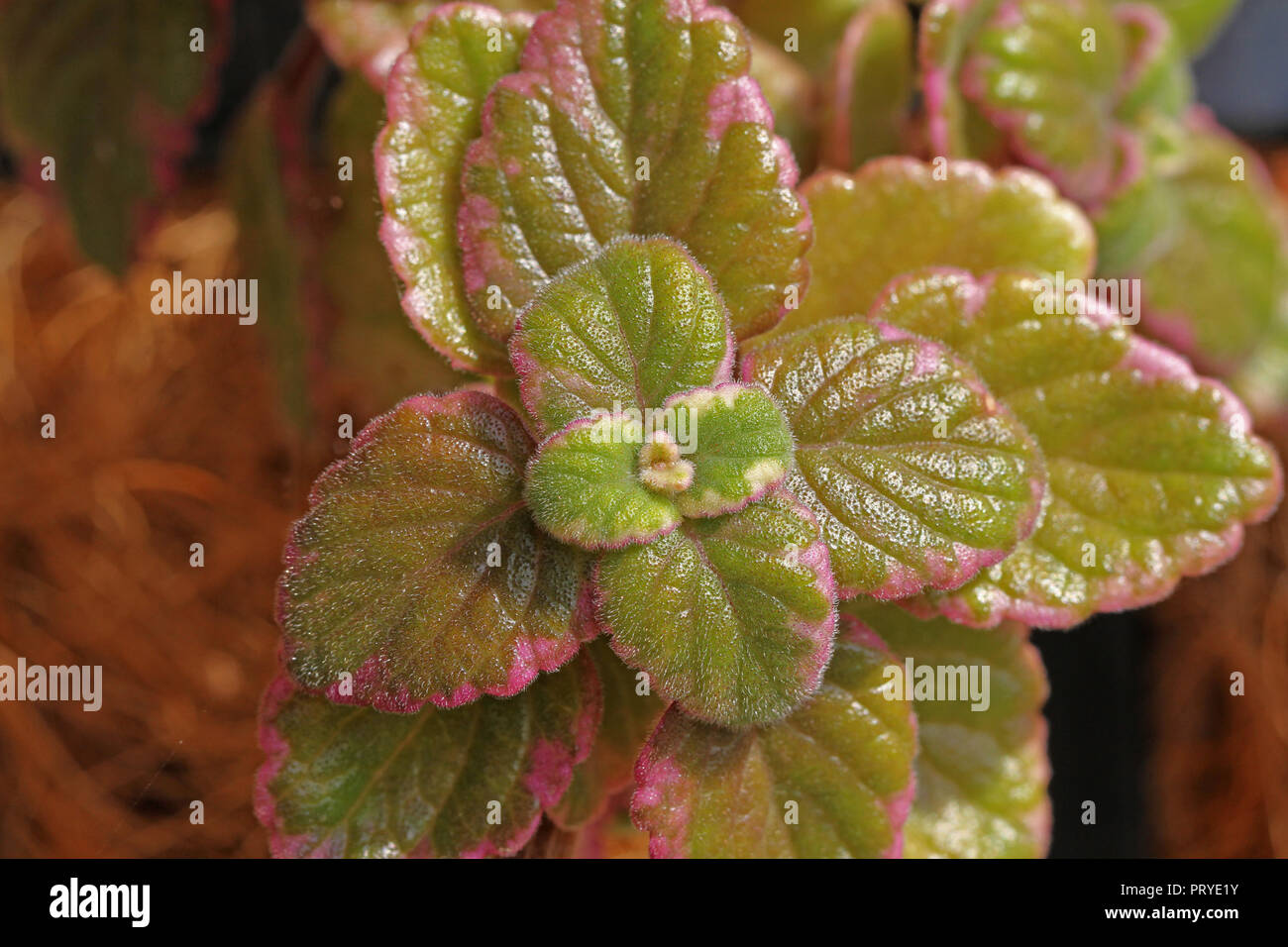 Incense plant leaves Latin plectranthus coleoides very fragrant ...