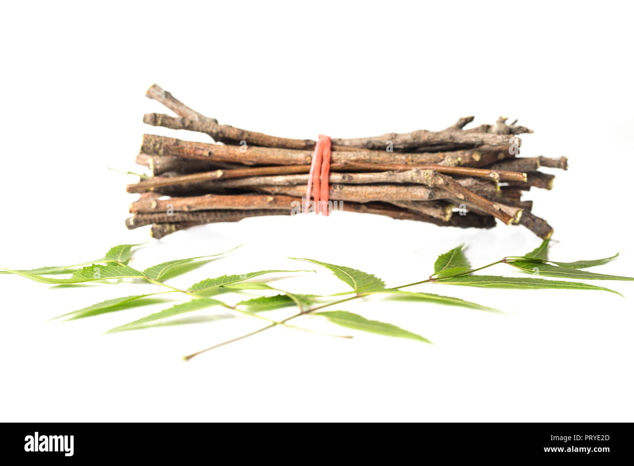 Neem sticks and Neem leaves. white isolated background Stock Photo - Alamy