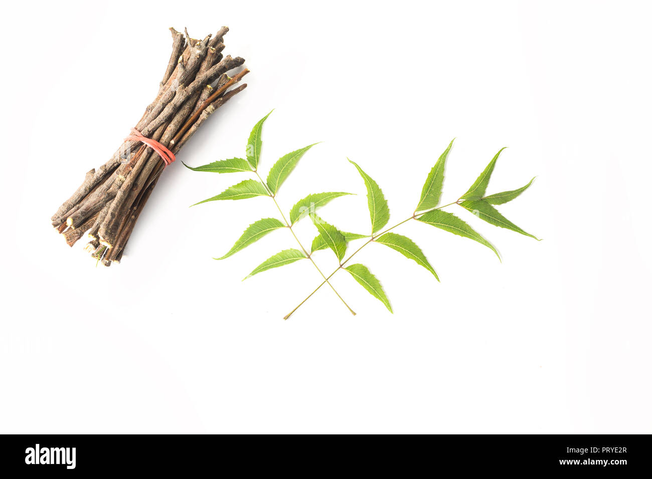 Neem sticks and Neem leaves. white isolated background Stock Photo - Alamy
