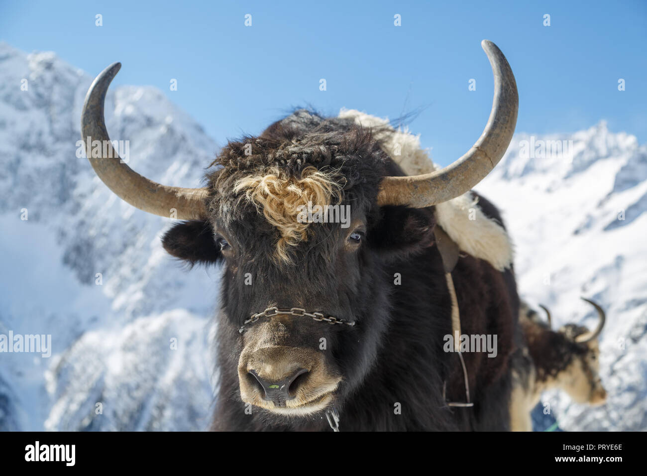 Muzzle of shaggy horned yak on the background of beautiful snow-white ...
