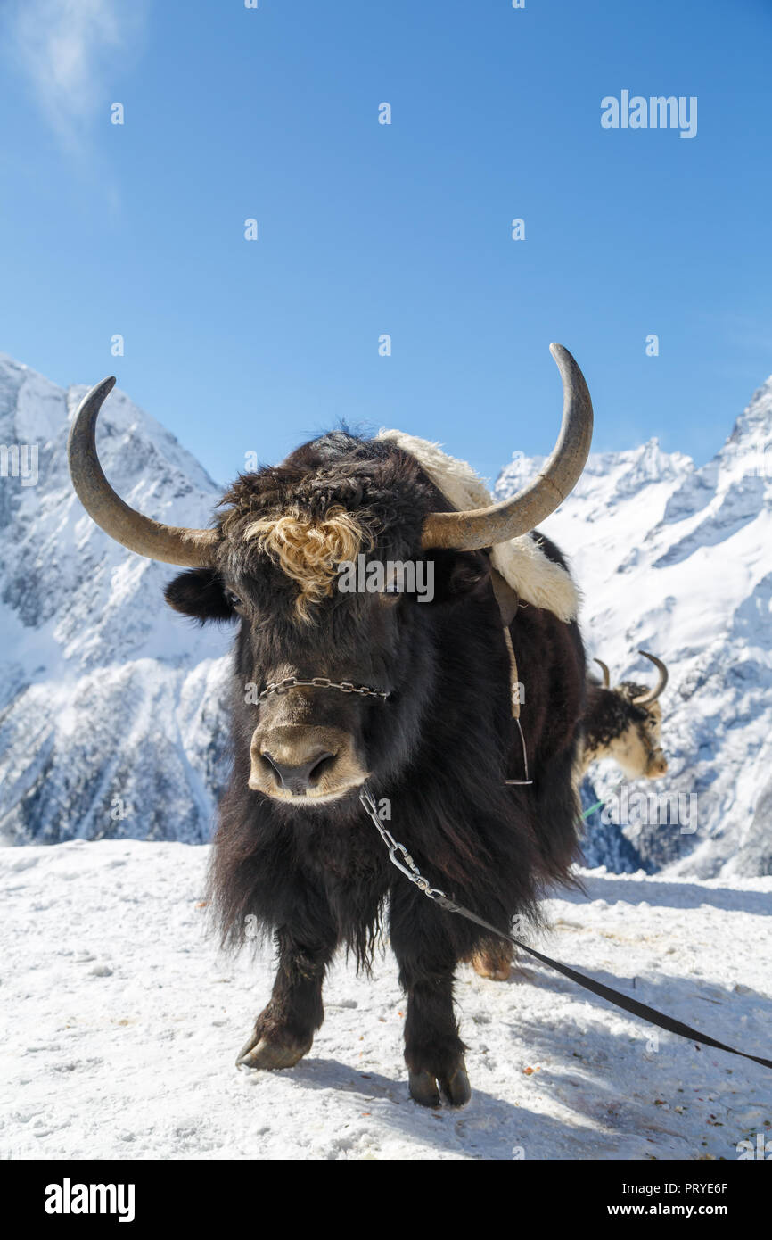 Big shaggy black yak is standing on the snow against the white ...