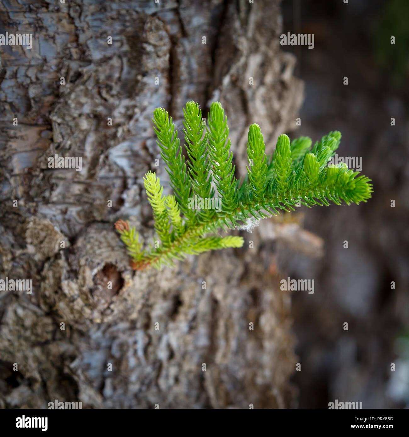 Small young sprig of pine grows from a thick old trunk as a symbol of ...
