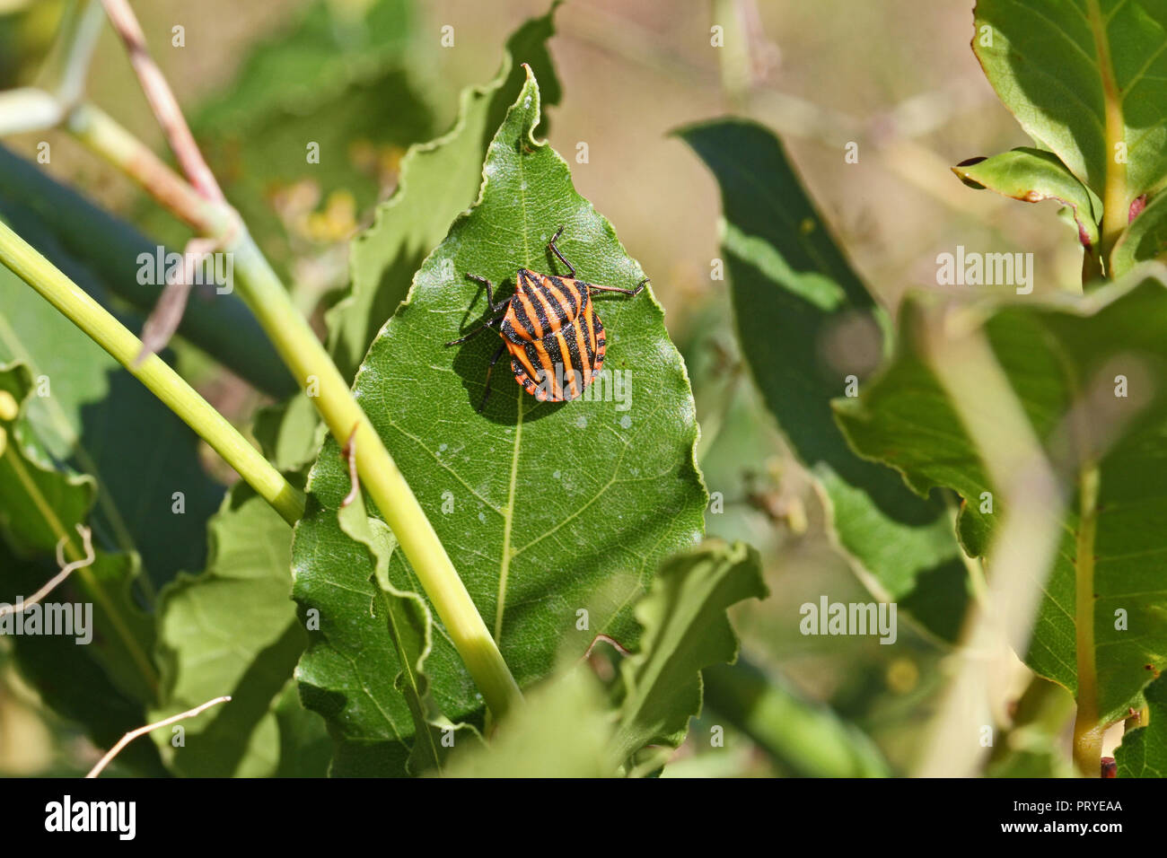 European striped shield bugs hi-res stock photography and images - Alamy