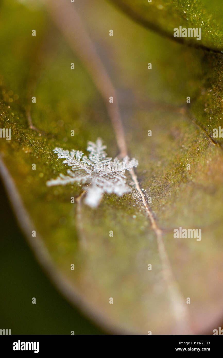Snowflake on leaf hi-res stock photography and images - Alamy