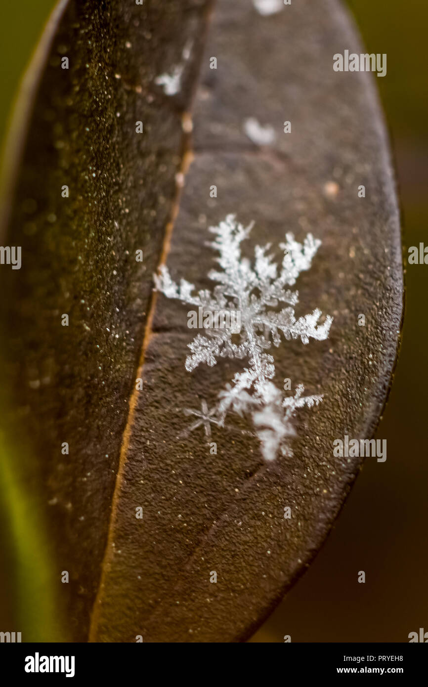 Snowflake on leaf hi-res stock photography and images - Alamy