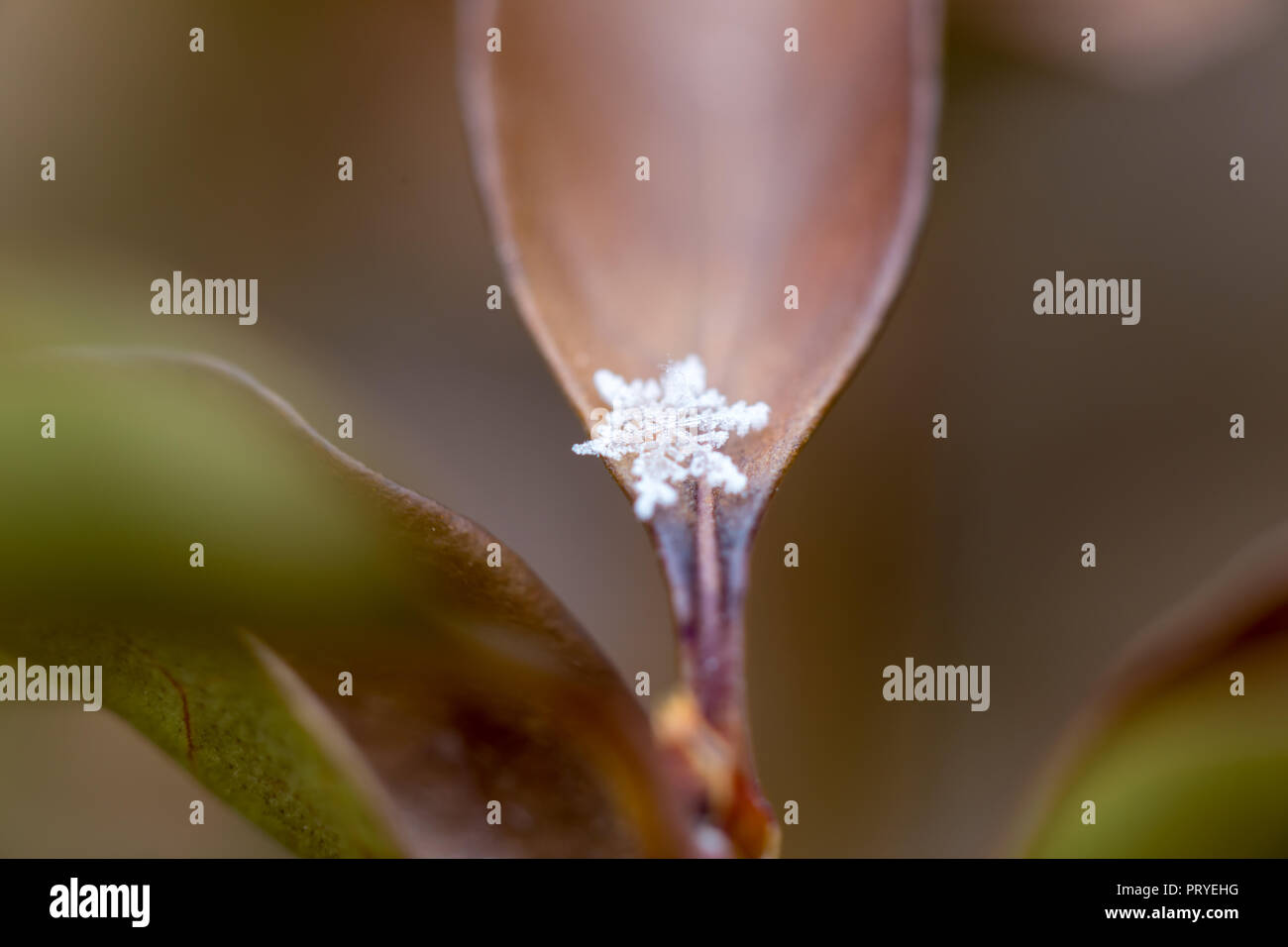 Snowflake on leaf hi-res stock photography and images - Alamy