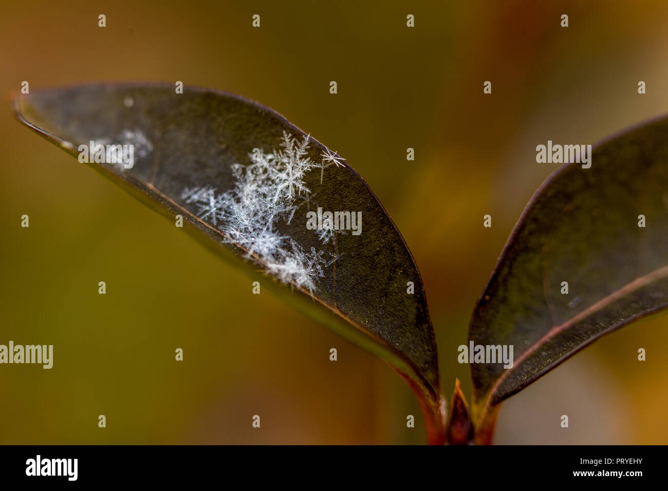 Frost flake hi-res stock photography and images - Alamy