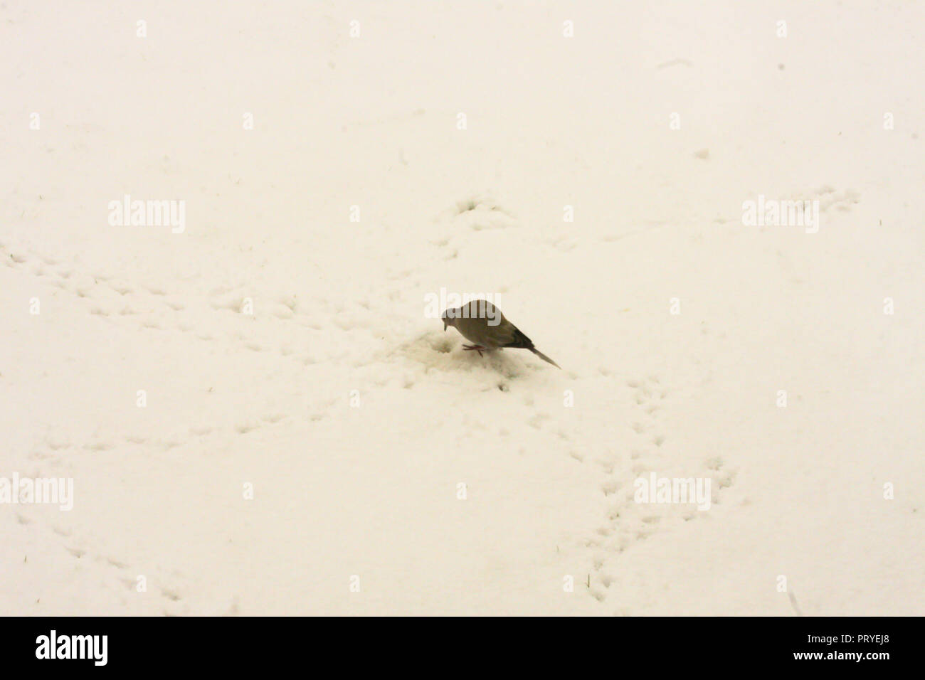 winter, snow, and a dove what his heart-shaped footprints Stock Photo ...