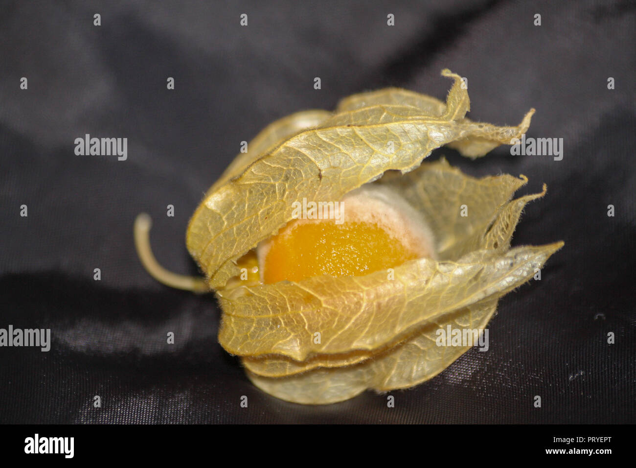 Golden Gooseberry High Resolution Stock Photography and Images - Alamy