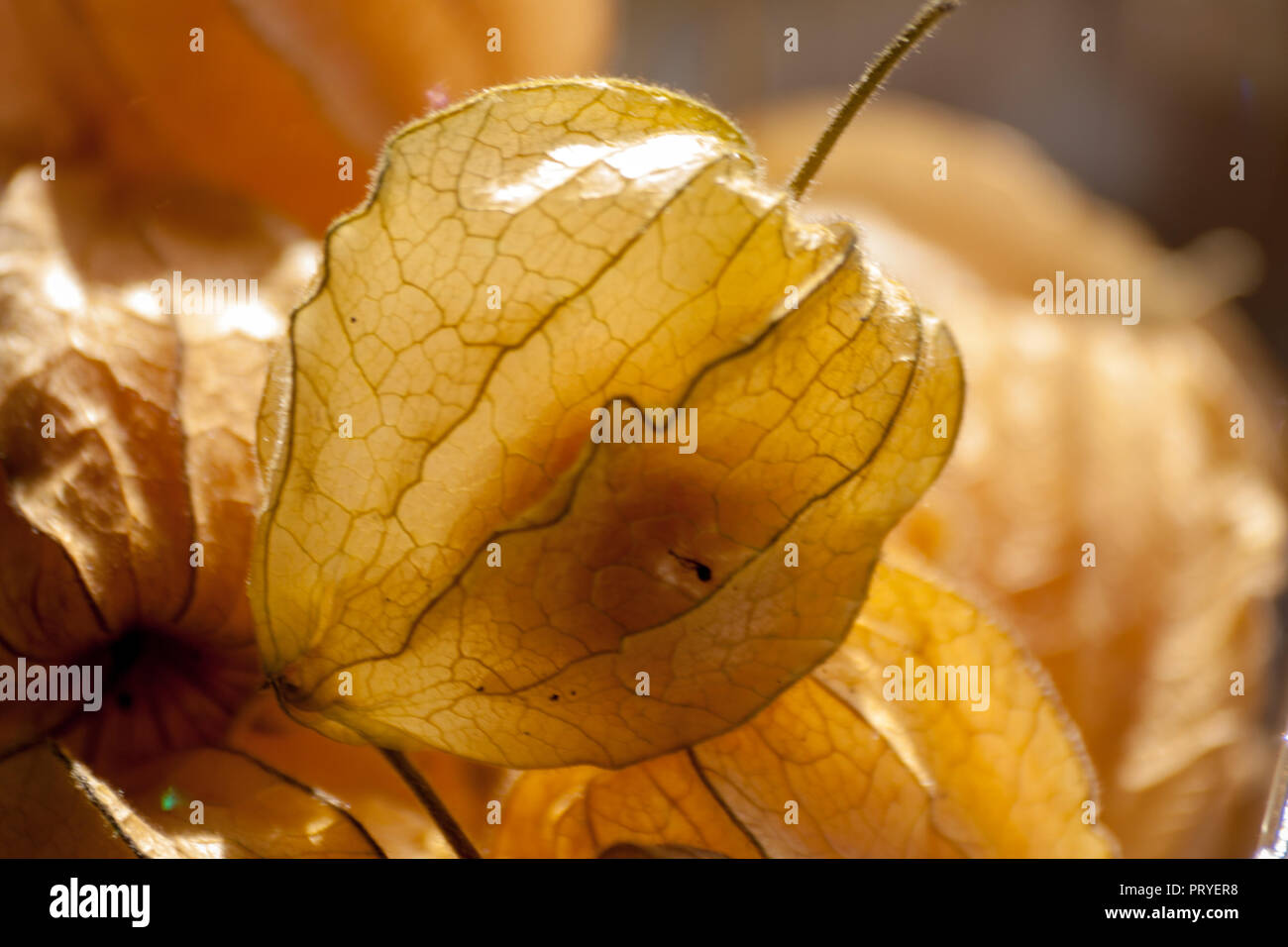 Golden gooseberry hi-res stock photography and images - Alamy