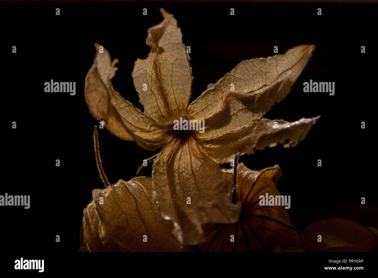 Golden gooseberry hi-res stock photography and images - Alamy