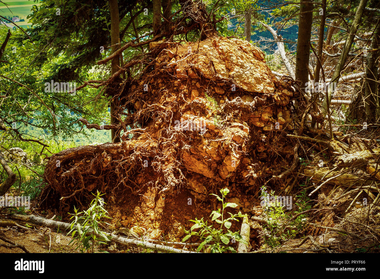 Tree stool hi-res stock photography and images - Alamy