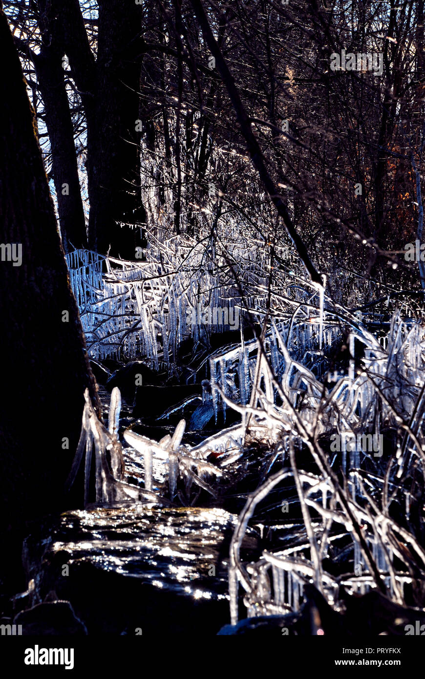 Dark branches of the forest caught up in ice, illuminated by the white ...