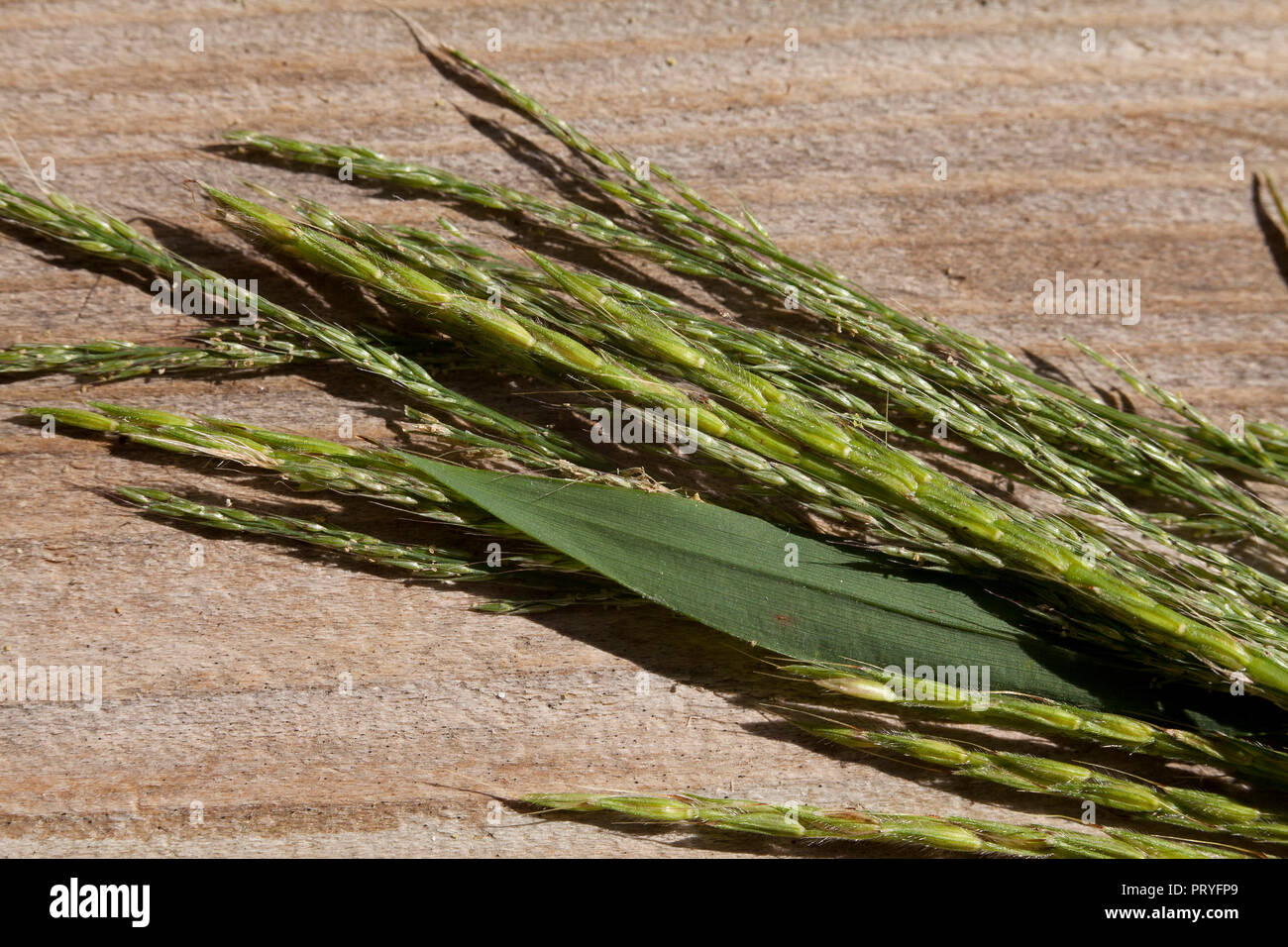 Grass Seed Pods High Resolution Stock Photography and Images - Alamy