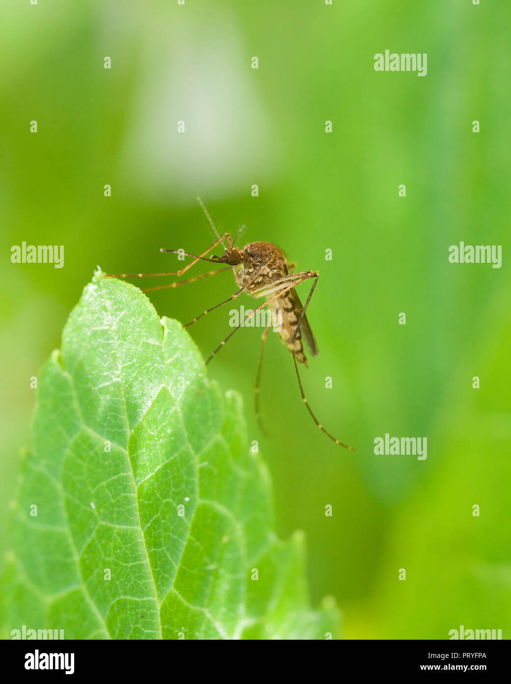 Mosquito close up hi-res stock photography and images - Alamy