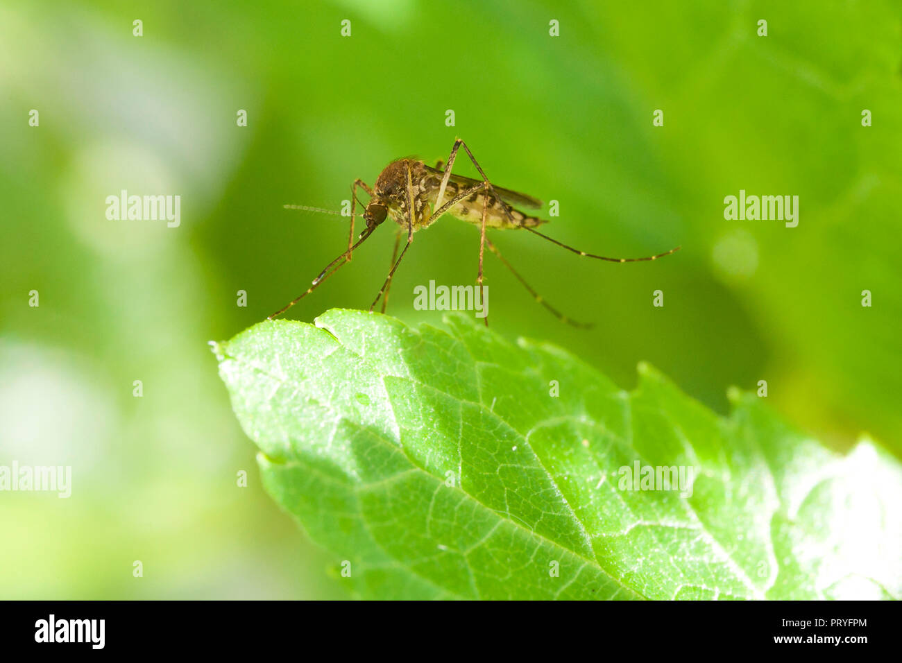 Mosquito close up hi-res stock photography and images - Alamy
