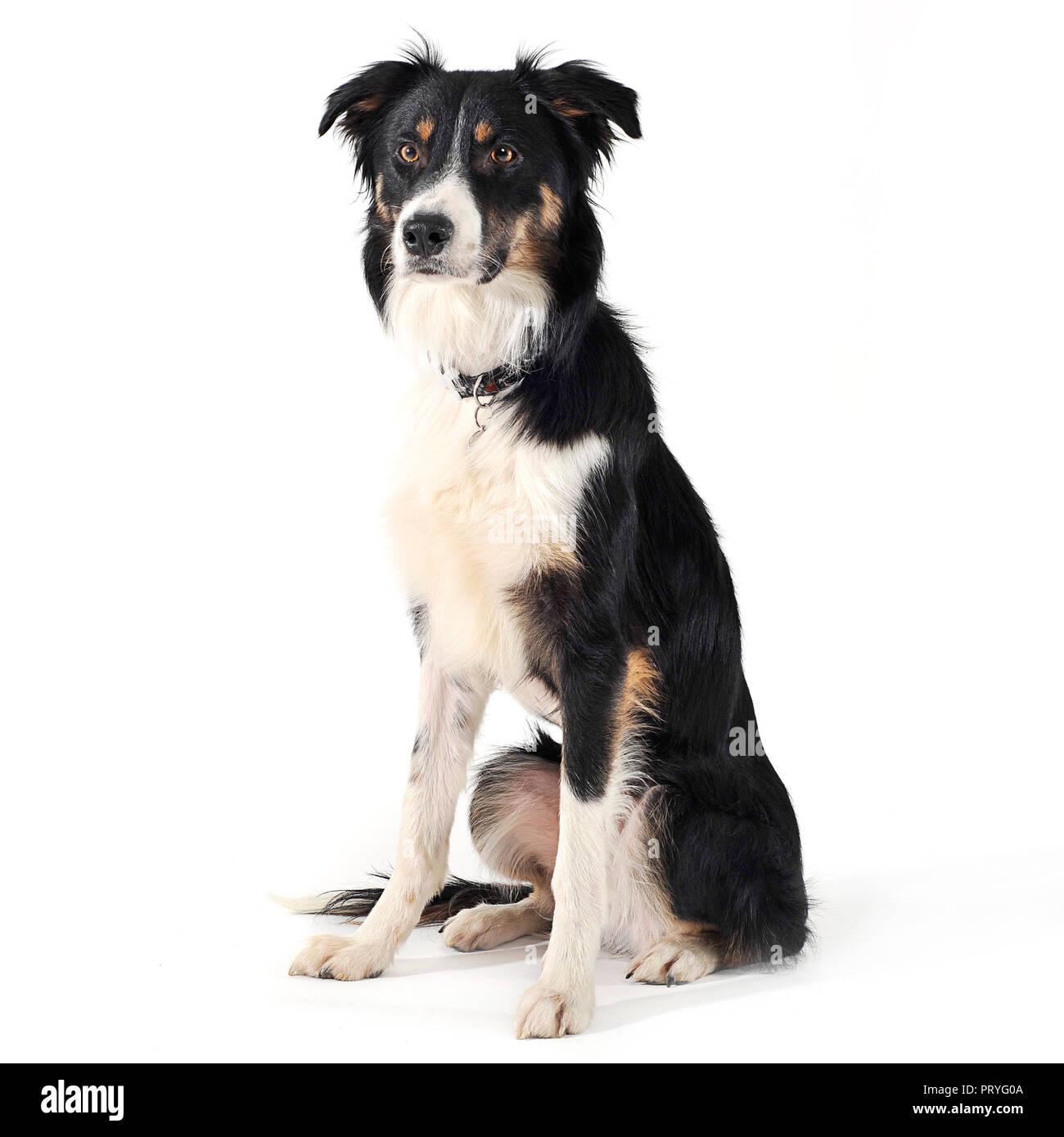 Border Collie Sitting Stock Photos & Border Collie Sitting Stock Images ...