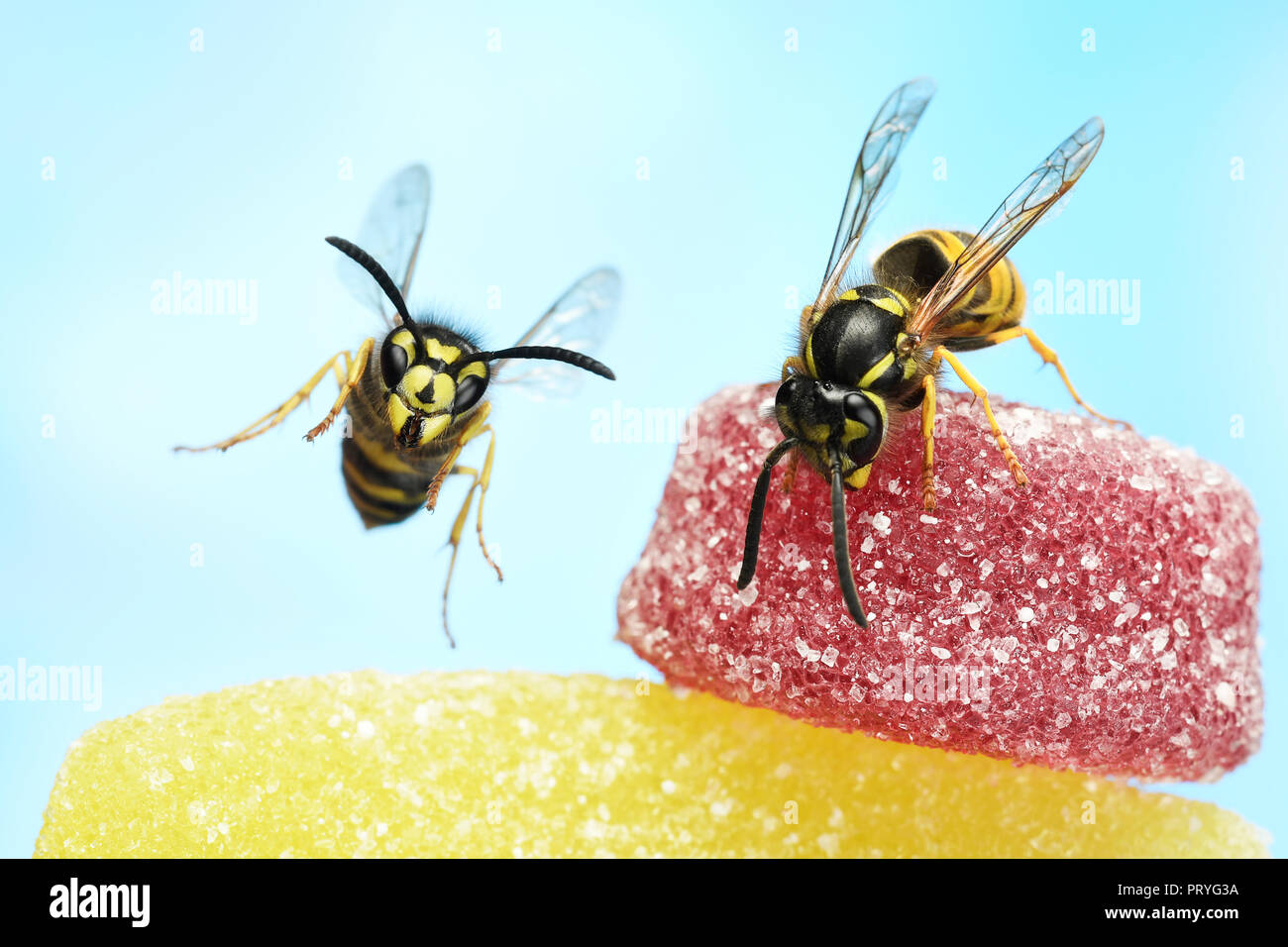 Wasps vespula vulgaris hi-res stock photography and images - Alamy