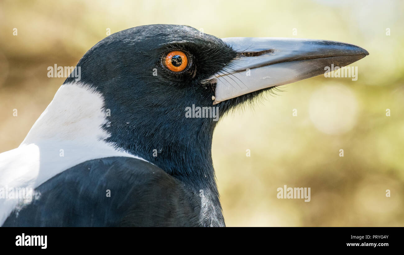 Australian magpie (Gymnorhina tibicen), animal portrait, South ...